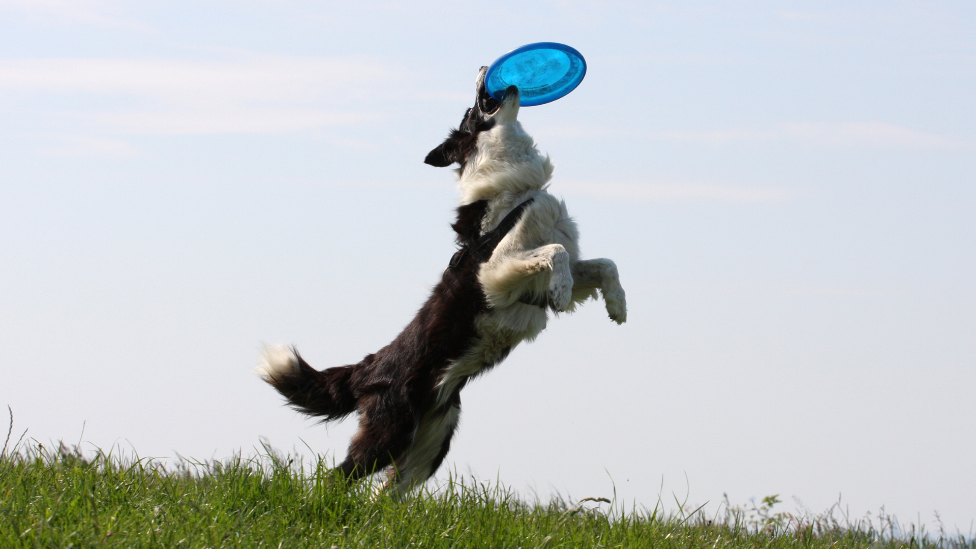 How To Avoid Over-Exercising Your Dog – Goodheart Animal Health Center ...